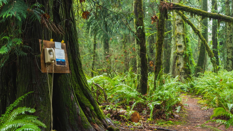 A Phone in the Forest Helps Grieving Talk with Loved Ones - Solace ...